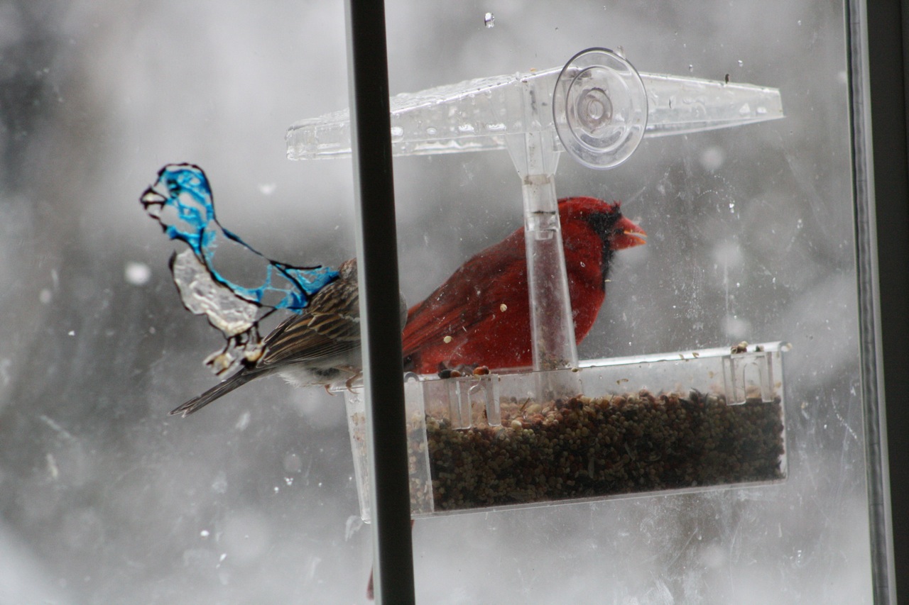 Spring Birds - Your BEST Homeschool