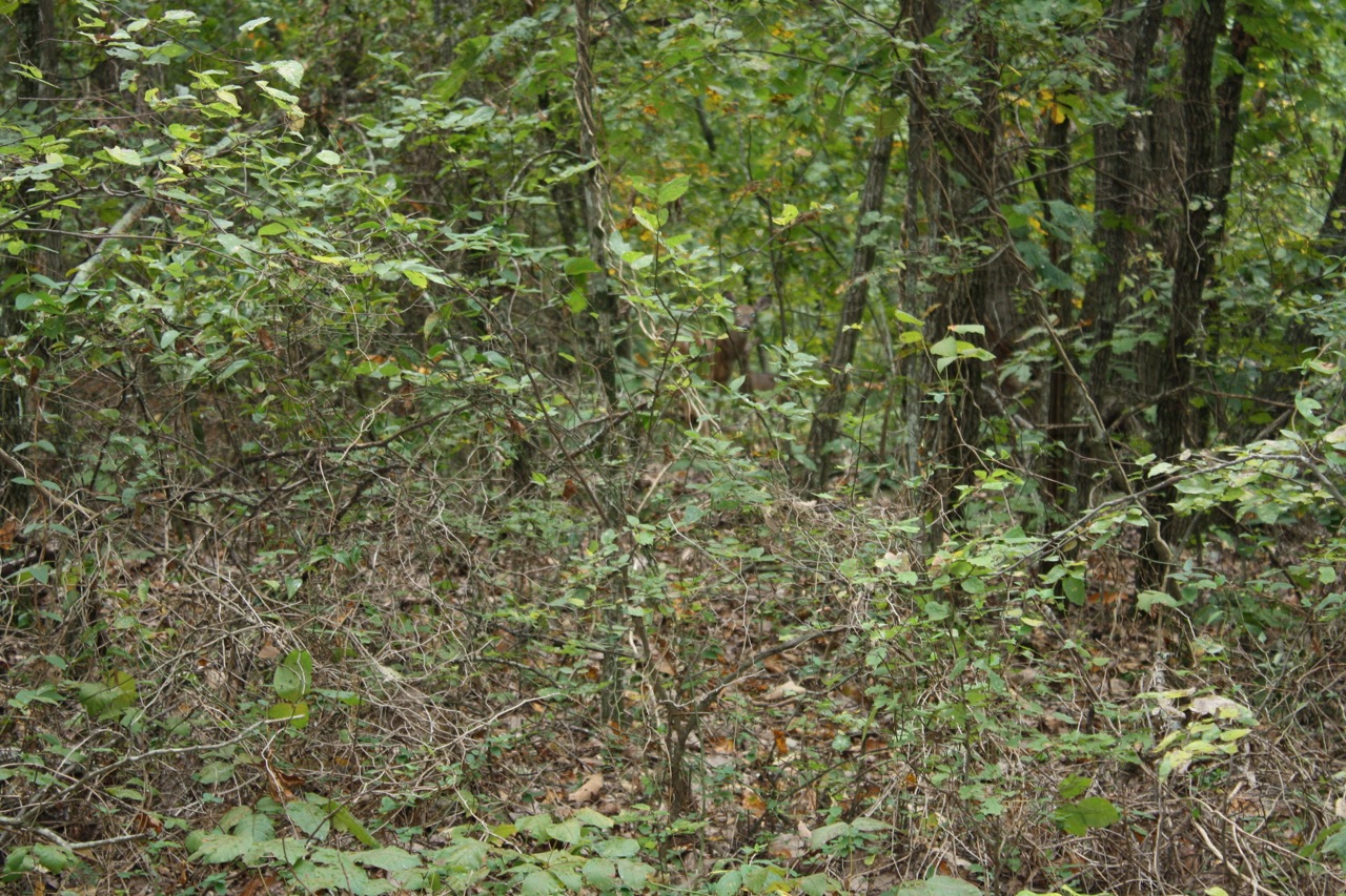 Fall Leaf Walk is Our Favorite and Our Best - Your BEST Homeschool