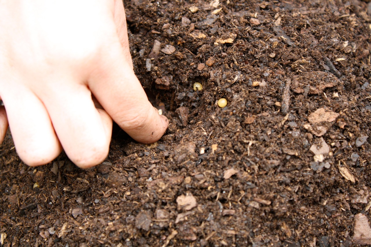 Good Friday Garden and Choosing a Tree - Your BEST Homeschool