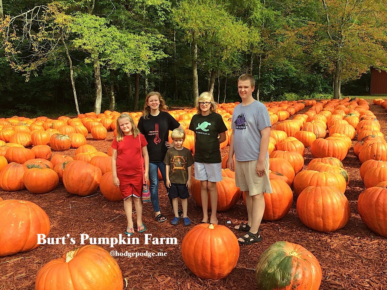 Entertaining Pumpkin Activities Your Child Will Love! - Your BEST ...