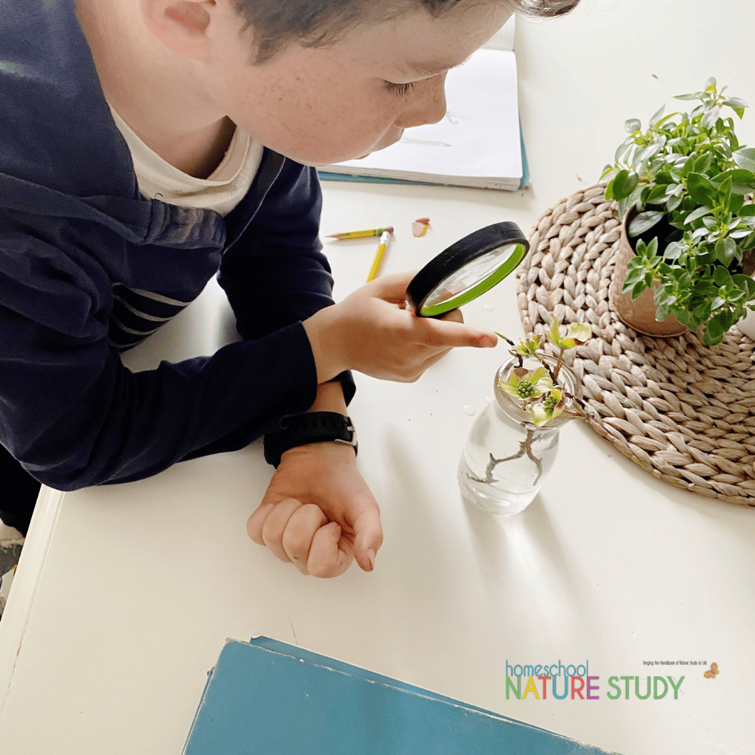 Homeschool Nature Study: Outdoor Hour Challenges For Learning And Fun ...
