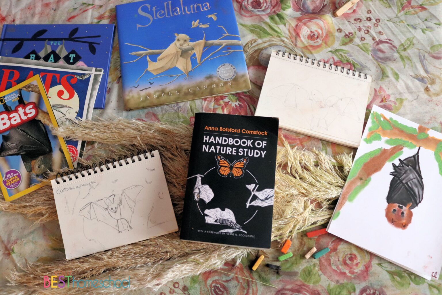 Learn About Bats In Your Homeschool: A Comprehensive Guide - Your BEST ...