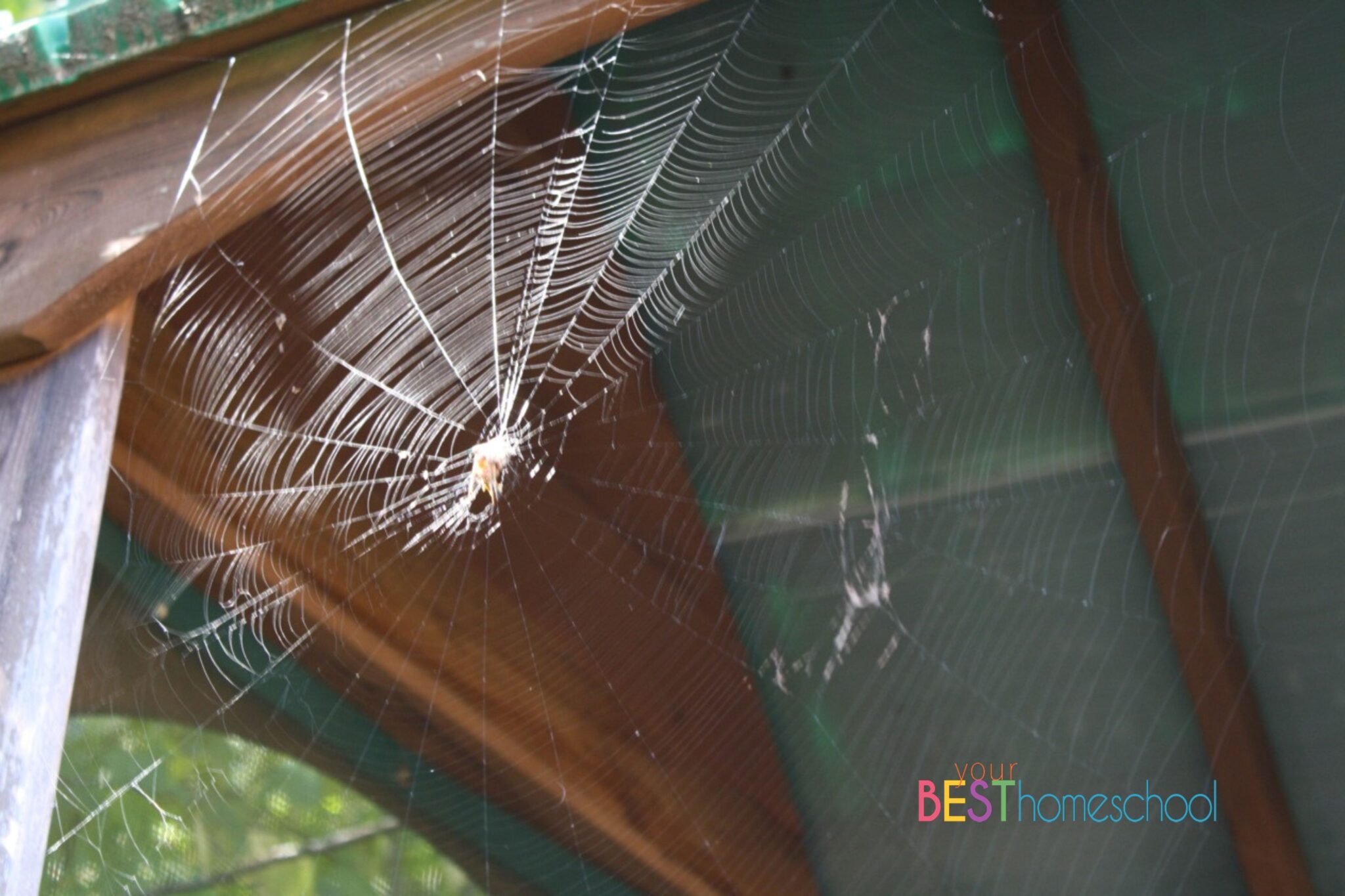 Spider Web Activities For All Ages: A Homeschool Mom's Guide - Your ...