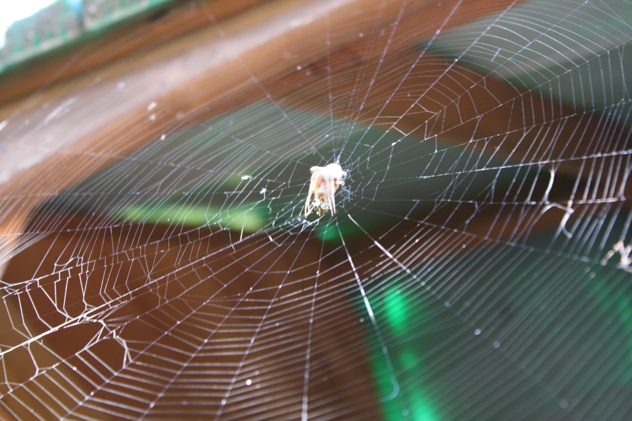Spider Web Activities For All Ages: A Homeschool Mom's Guide - Your ...