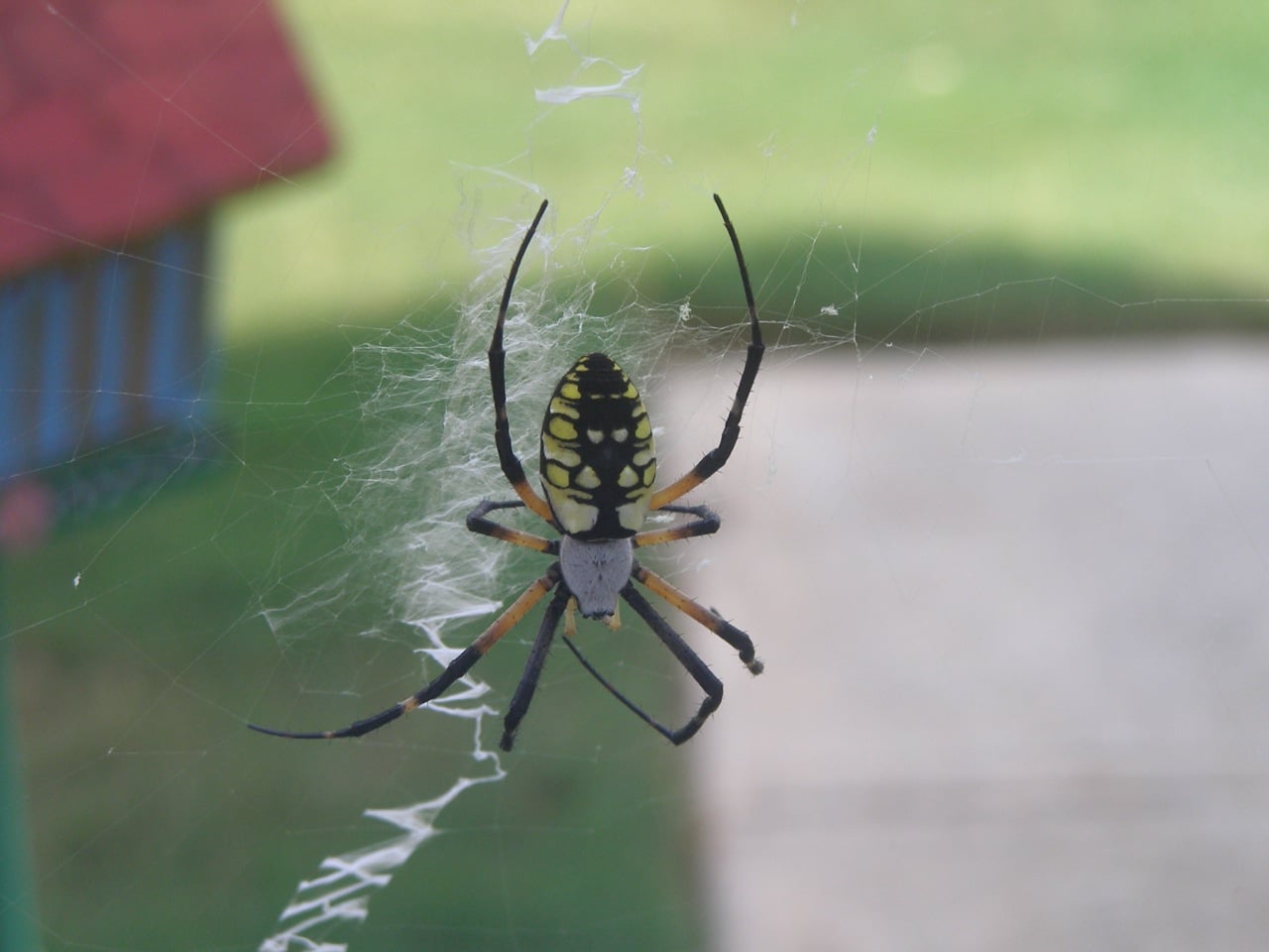 Spider Web Activities For All Ages: A Homeschool Mom's Guide - Your ...
